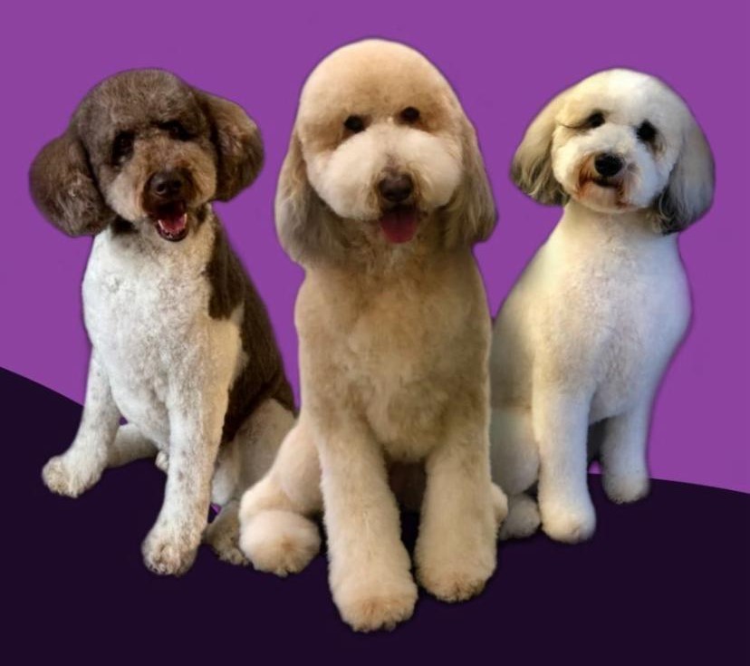 Mr. Nice Dog Grooming Salon – Dog Baths, Spa, Haircuts, Nail Trimming ...